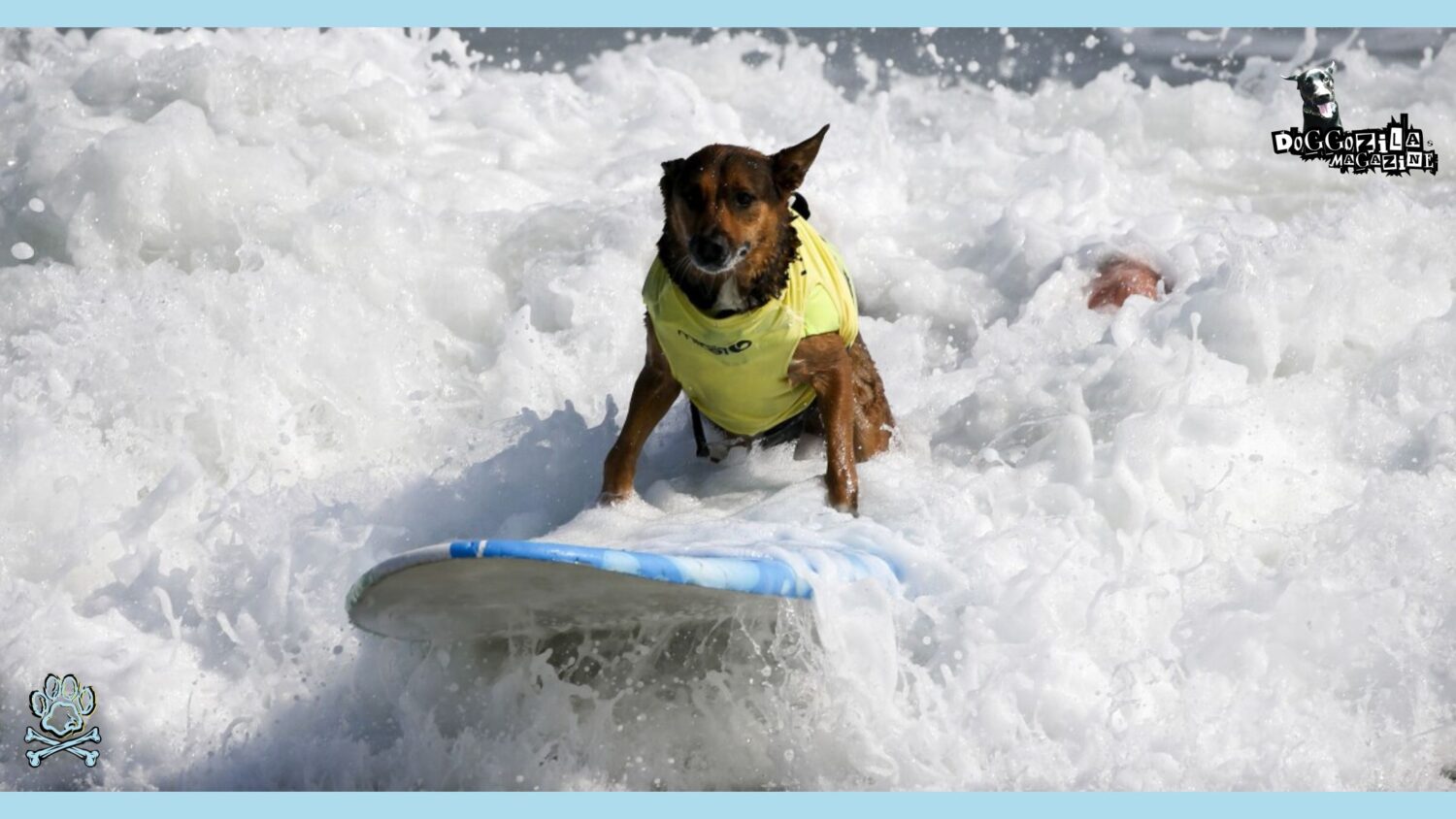 Dog Surfing: Competitions In Huntington Beach • Doggozila Magazine