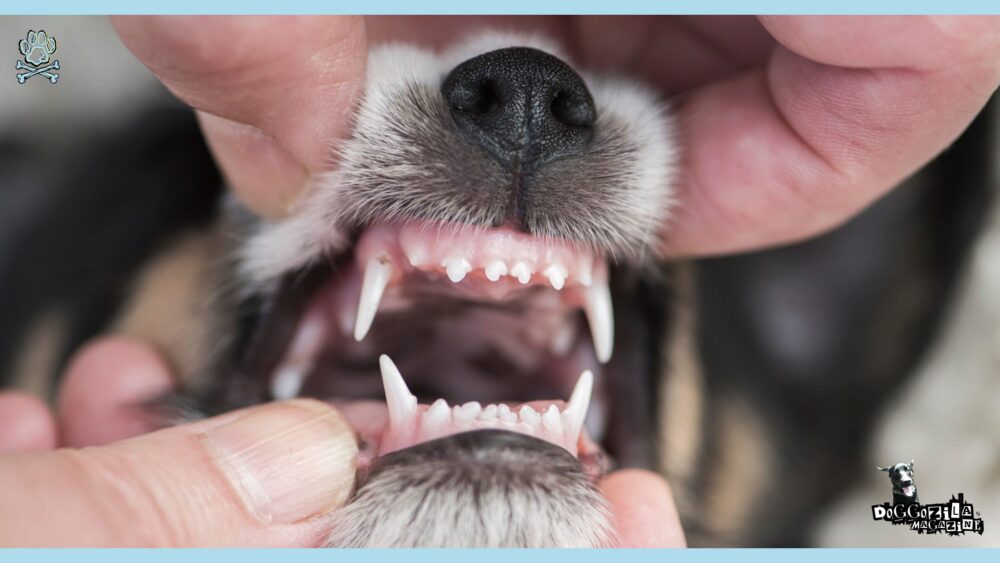 Dog's Gum Health: Journey Into Dental Hygiene • Doggozila Magazine