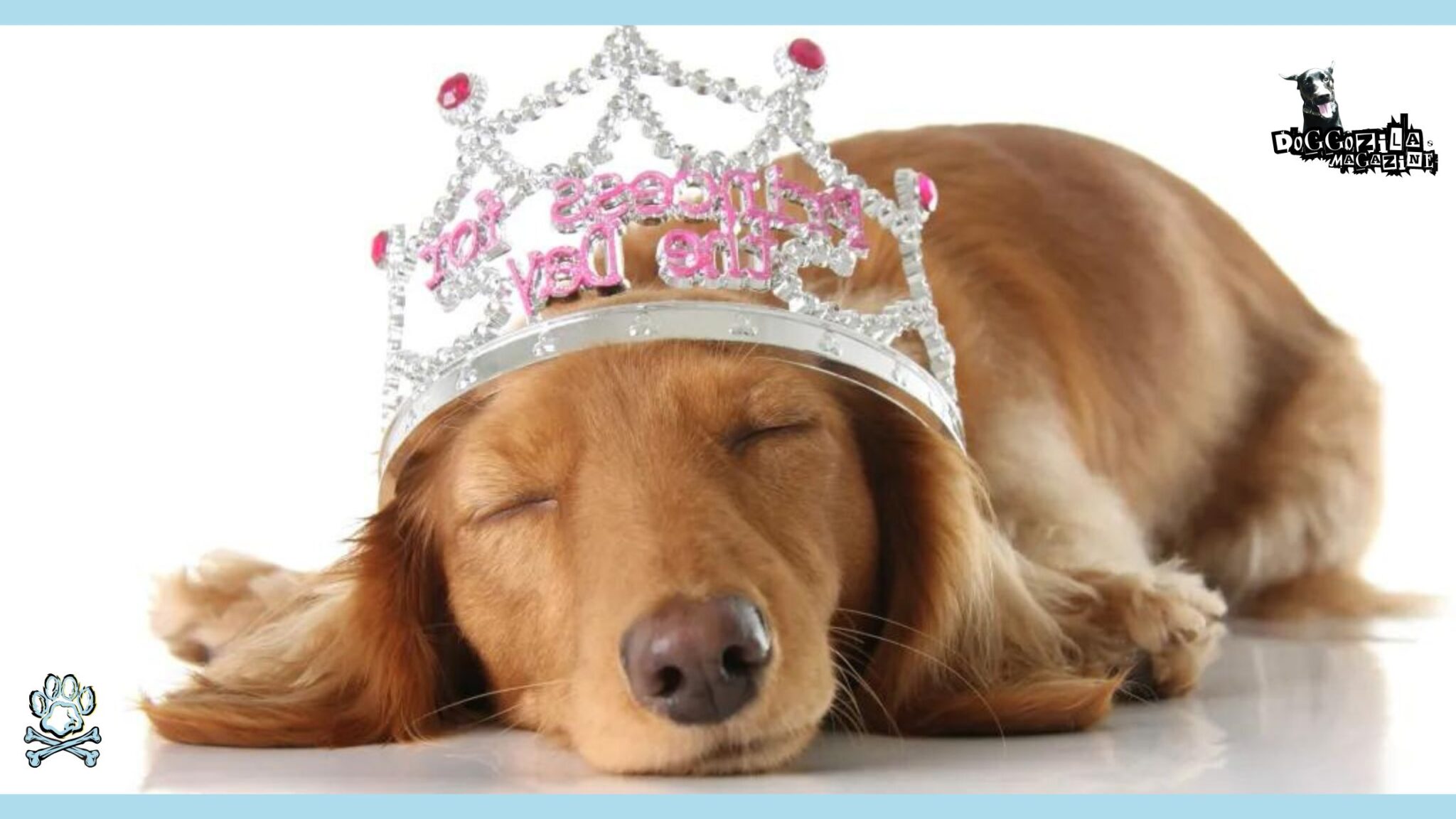 Expensive Dog Breeds: Extravagant Odyssey • Doggozila Magazine