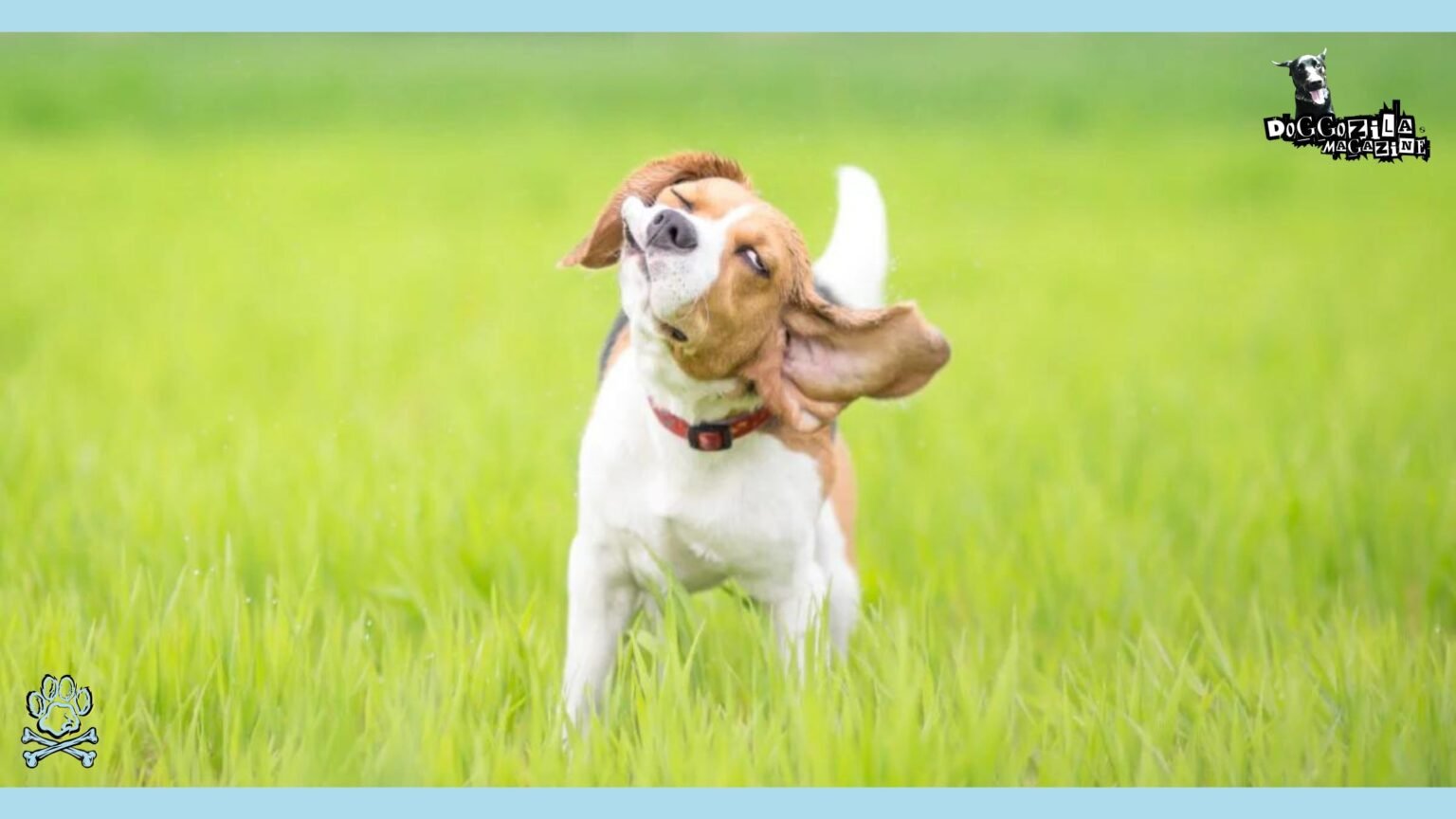 Dog Shaking: Why Is My Dog Shaking His Head? – Doggozila Magazine