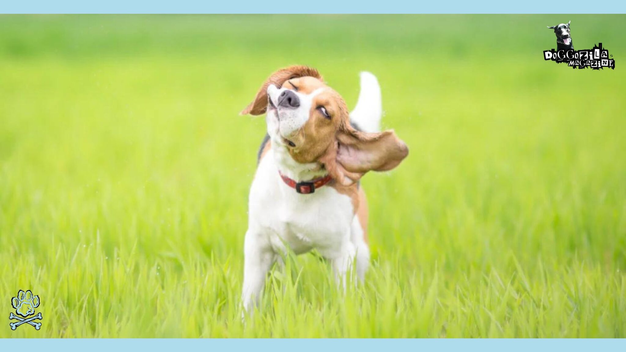 Dog Shaking: Why Is My Dog Shaking His Head? • Doggozila Magazine