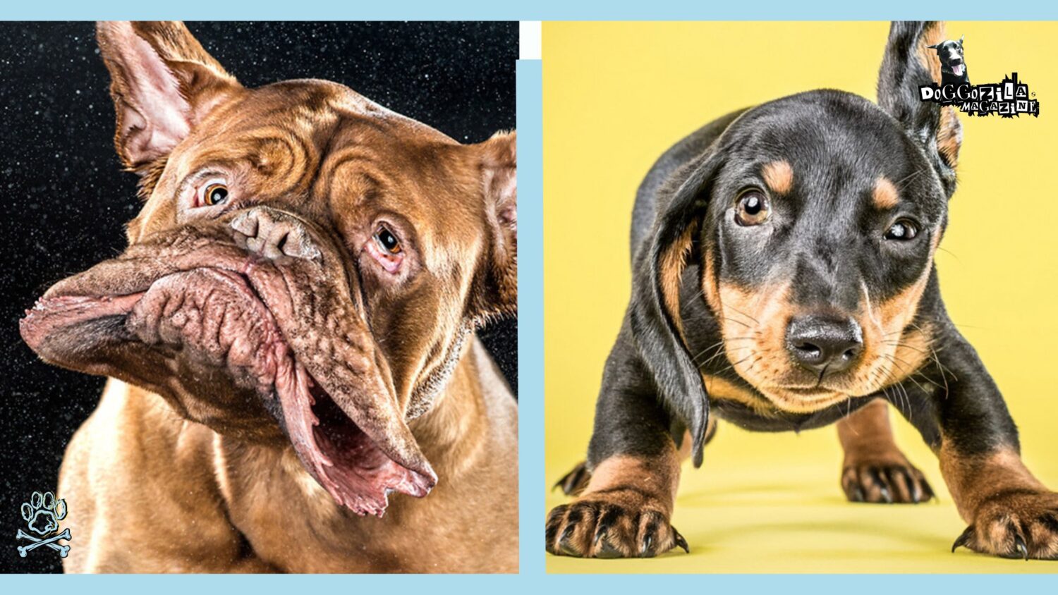Dog Shaking: Why Is My Dog Shaking His Head? • Doggozila Magazine