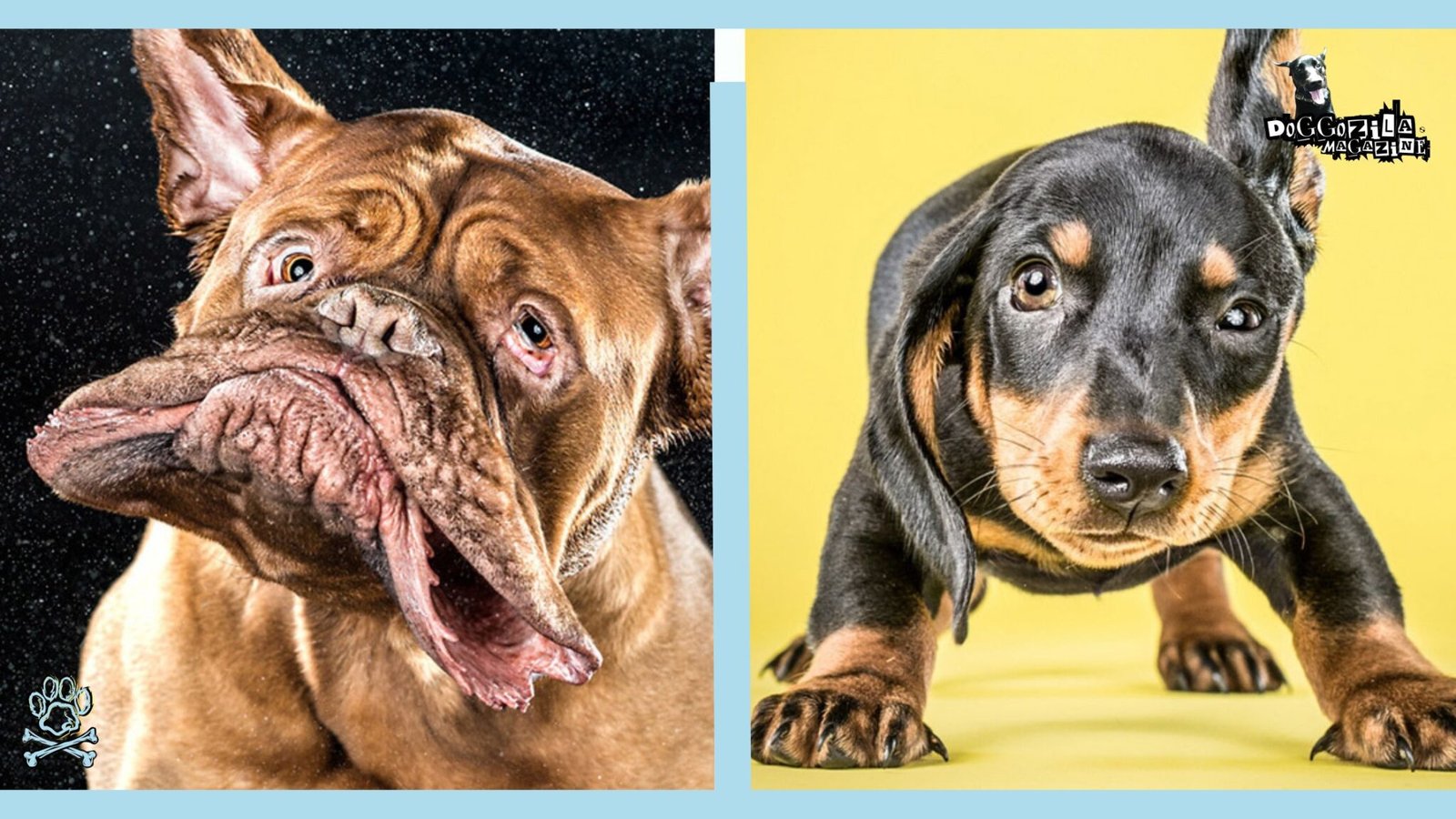 Dog Shaking: Why Is My Dog Shaking His Head? – Doggozila Magazine
