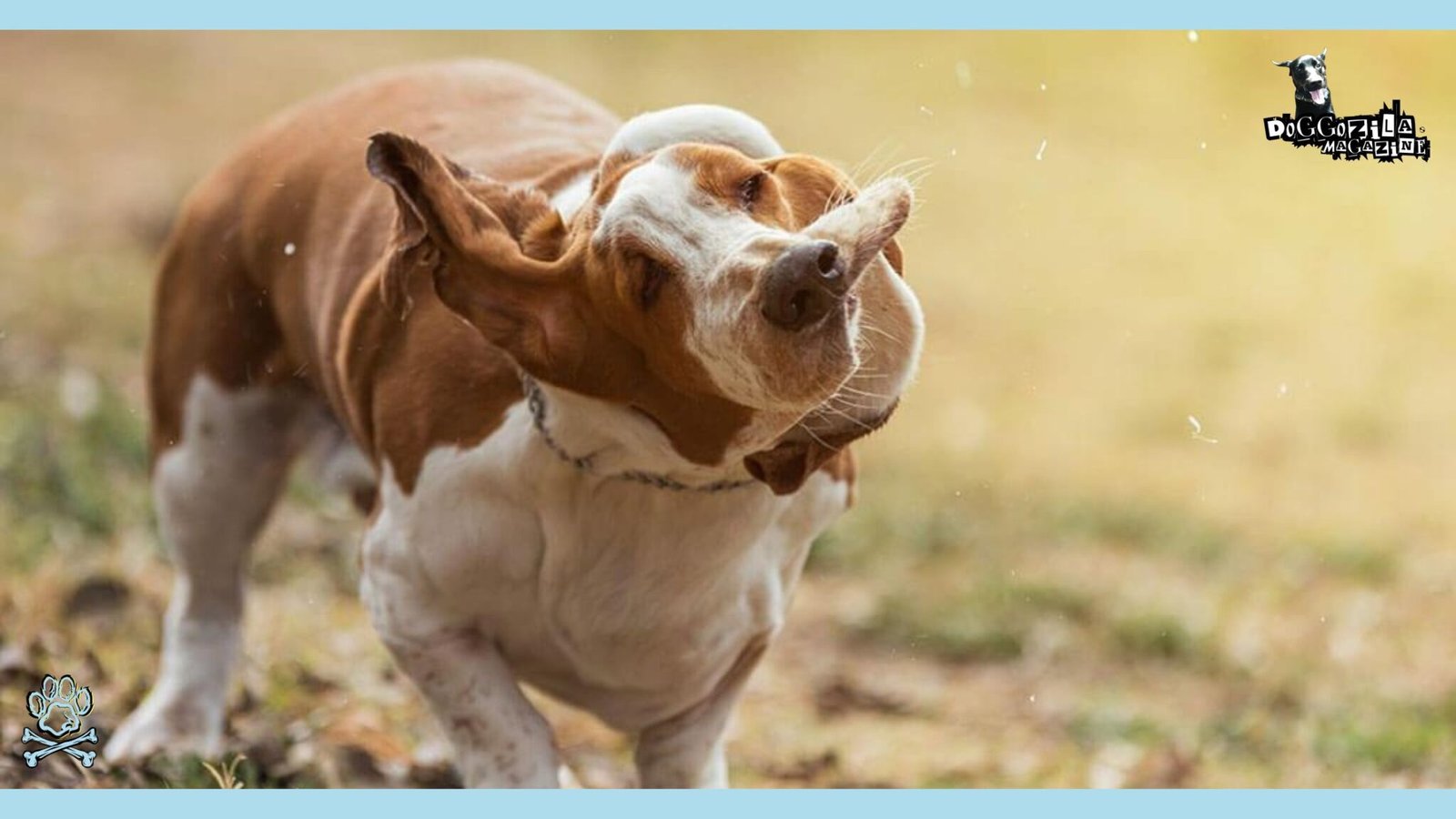 Dog Shaking: Why Is My Dog Shaking His Head? – Doggozila Magazine