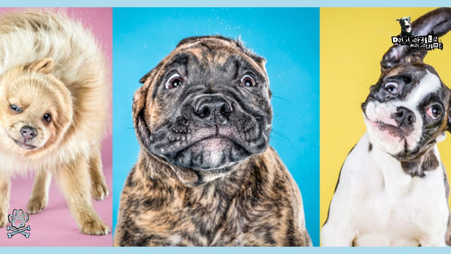 Dog Shaking: Why Is My Dog Shaking His Head? • Doggozila Magazine