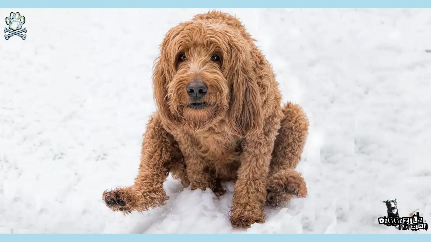 Dog Scooting: Why Do Dogs Drag Their Butts – Doggozila Magazine