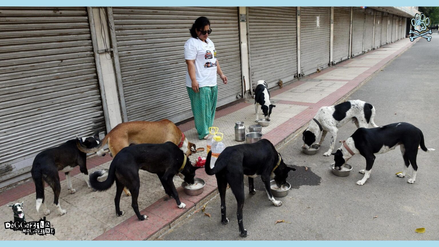 Stray Dogs: The Harsh Life On The Streets – Doggozila Magazine