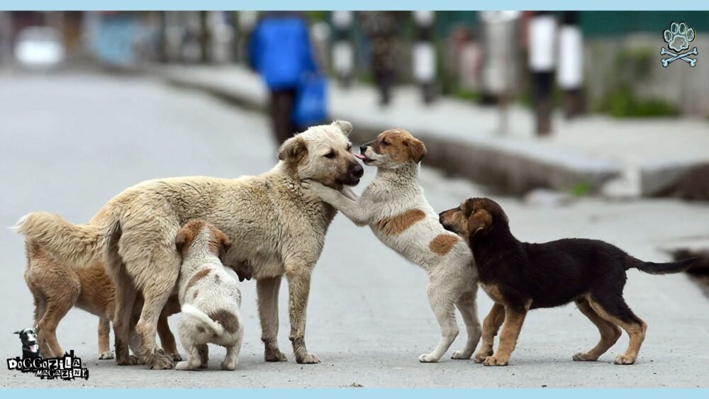 Stray Dogs: The Harsh Life On The Streets – Doggozila Magazine