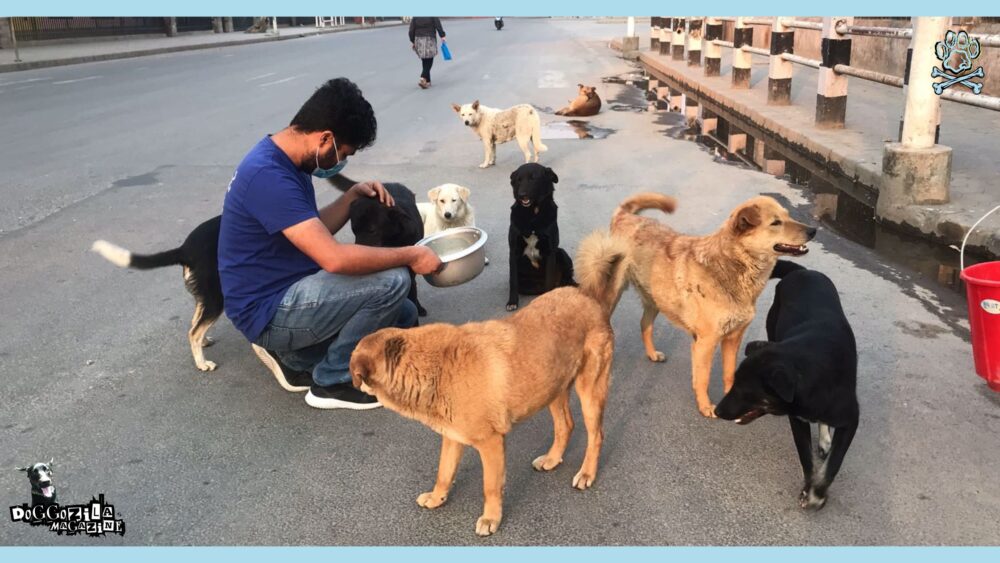 Stray Dogs: The Harsh Life On The Streets – Doggozila Magazine