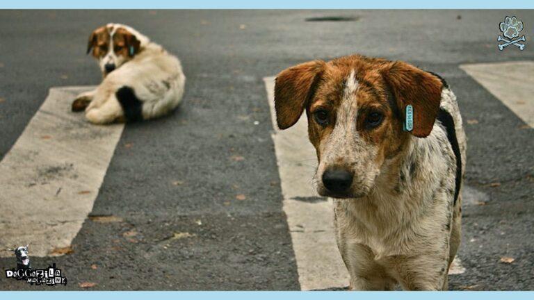 Stray Dogs: The Harsh Life On The Streets – Doggozila Magazine
