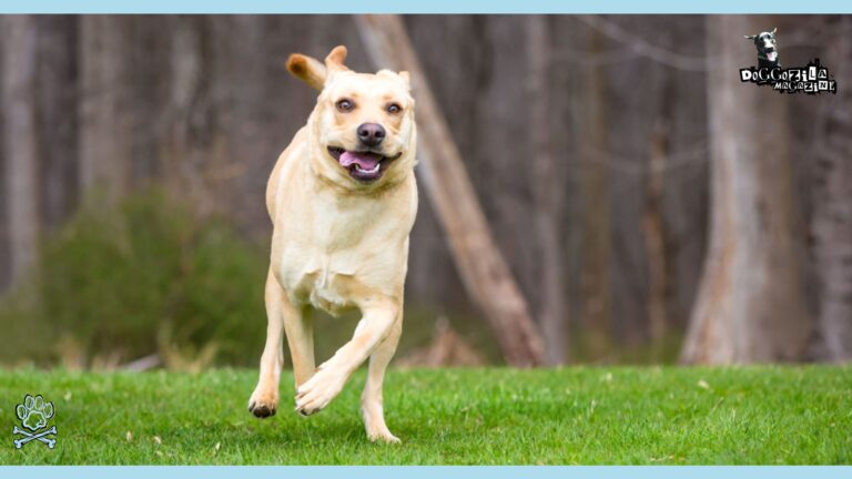 Dog Zoomies: Sudden Bursts Of Pup Energy • Doggozila Magazine