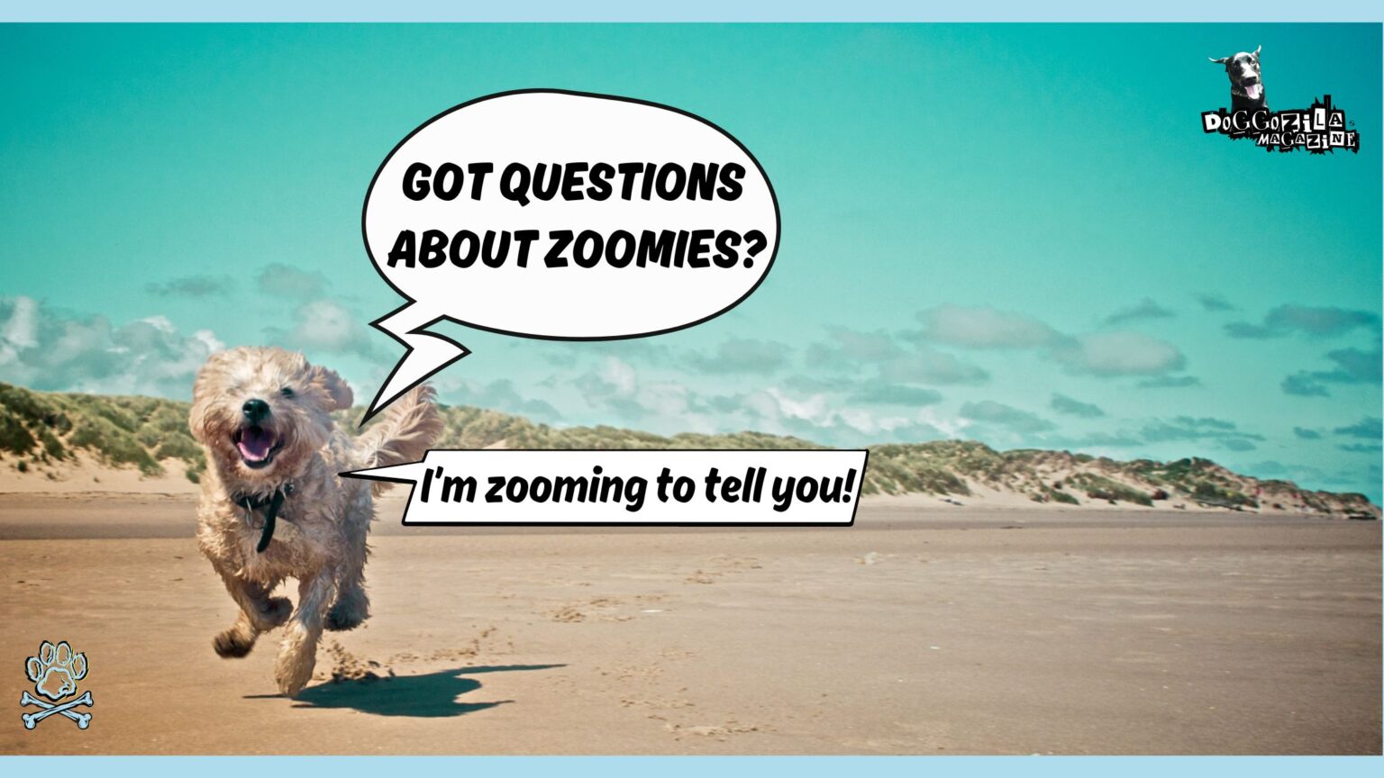 Dog Zoomies: Sudden Bursts Of Pup Energy • Doggozila Magazine