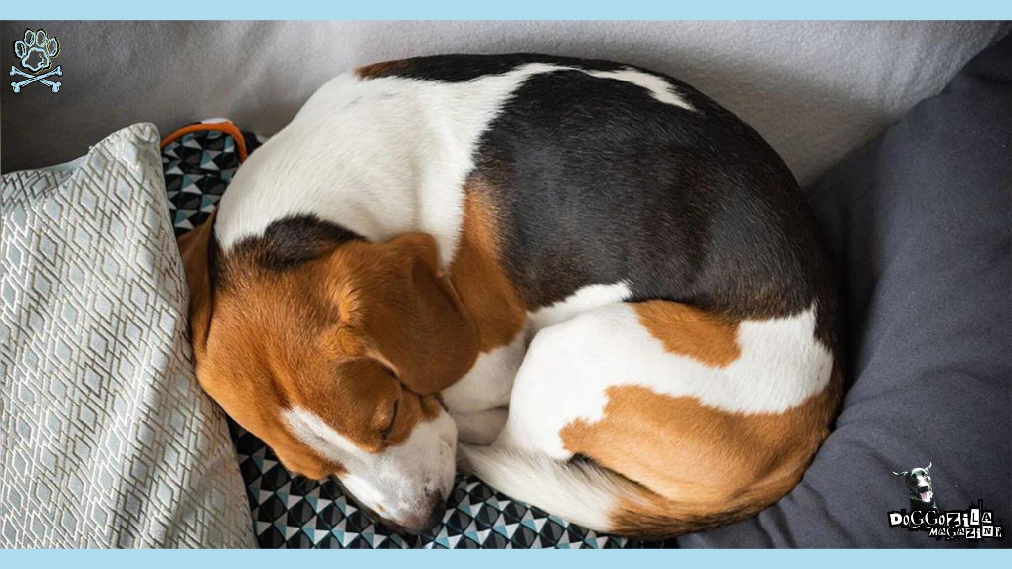 Lazy Dog Breeds: Perfect Couch Potato Dogs • Doggozila Magazine