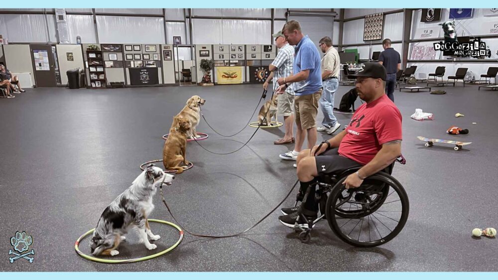 Service Dogs Training: Guide Into The Process • Doggozila Magazine