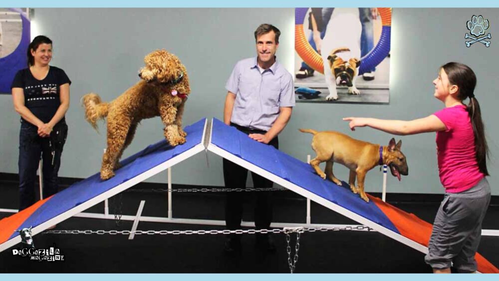 Dog Training: Secrets To Mastering Techniques • Doggozila Magazine