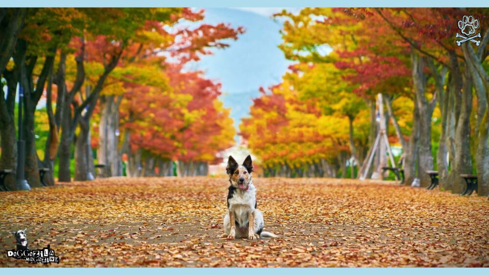 Dogs in the Fall: Complete Guide for Autumn Adventures • Doggozila