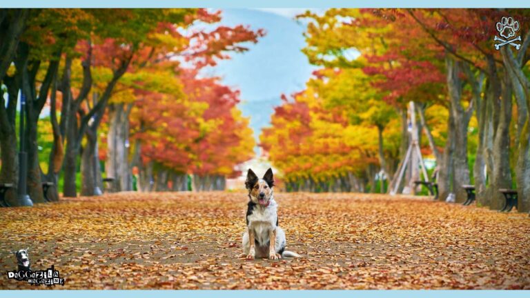 Dogs in the Fall: Complete Guide for Autumn Adventures • Doggozila