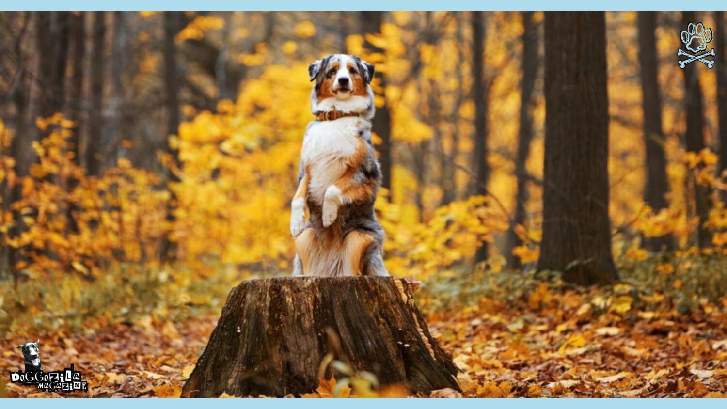Dogs in the Fall: Complete Guide for Autumn Adventures • Doggozila
