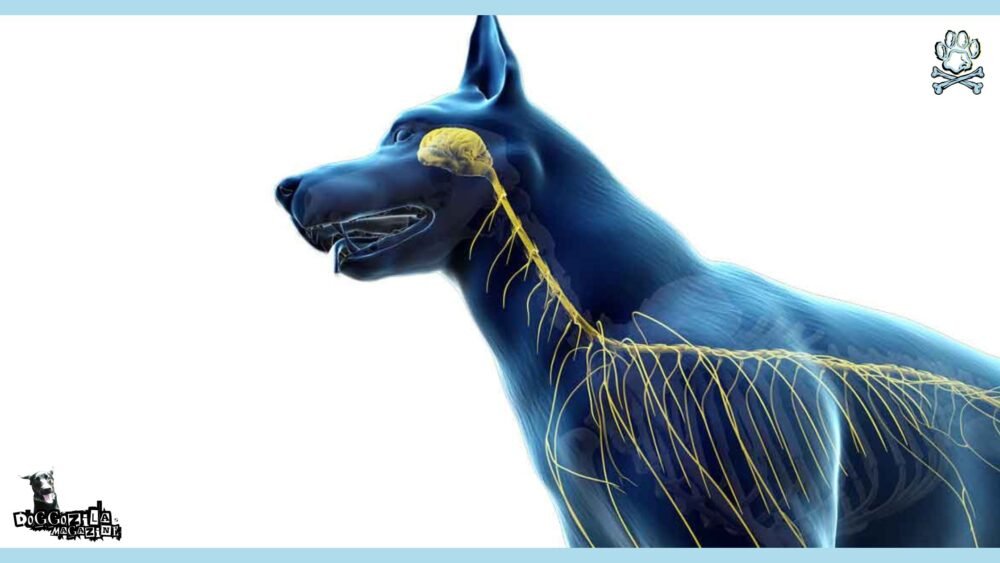 Top 5 Neurological Diseases in Dogs - Doggozila