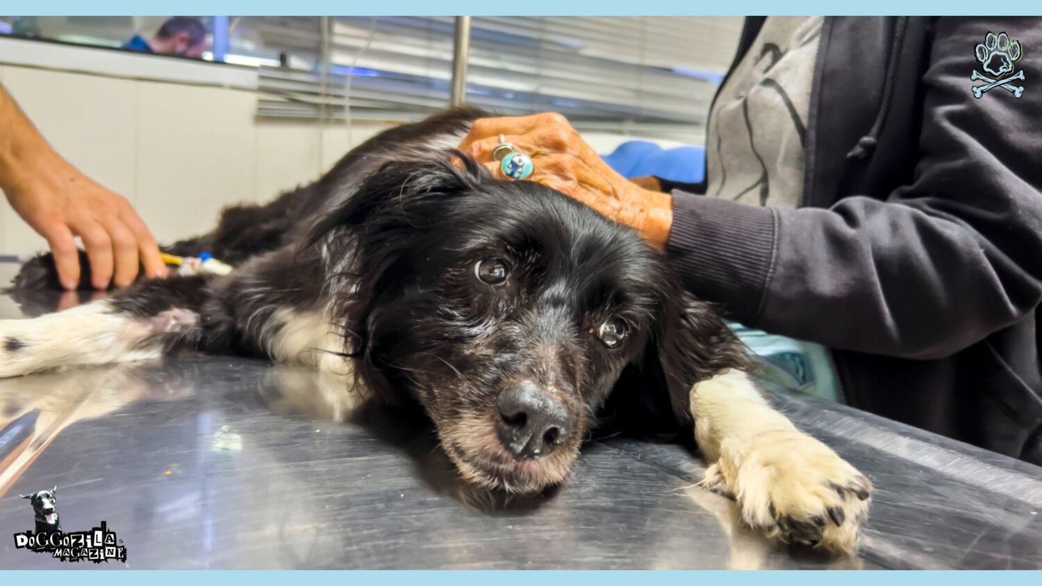 Dog Euthanasia: Do Dogs Suffer When Being Put to Sleep? - Doggozila