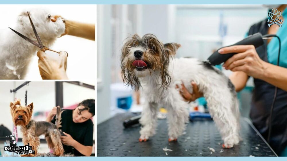 Professional Dog Grooming Tips • Doggozila Magazine