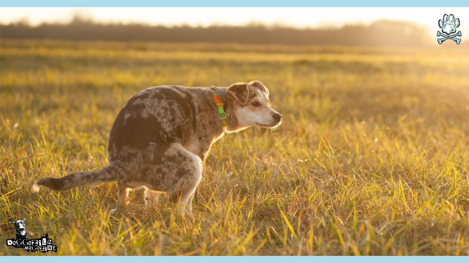 The Pooping Dance: Why Dogs Circle Before They Poop? - Doggozila