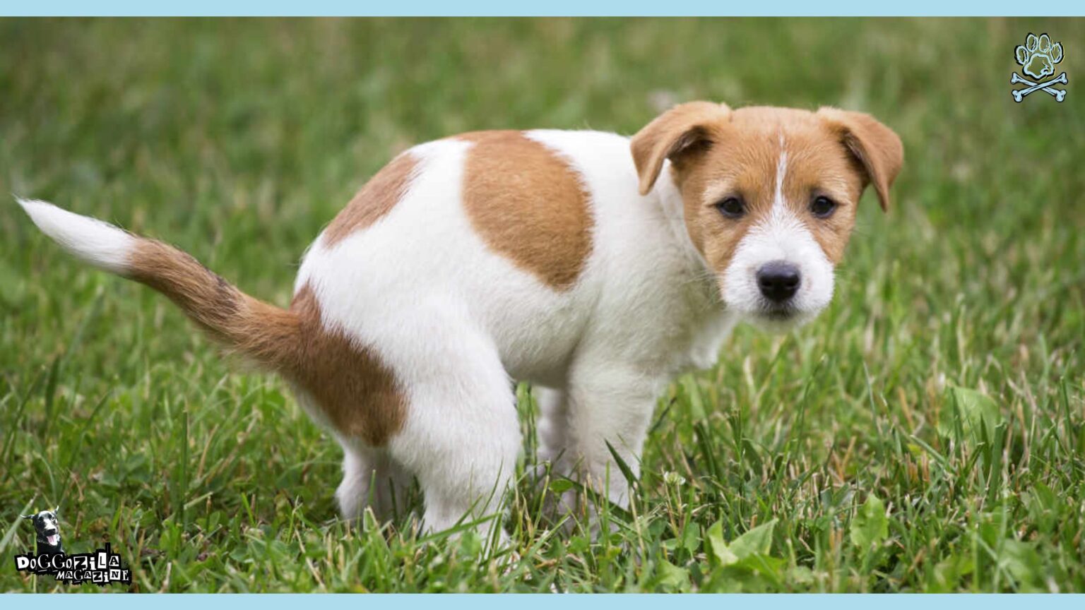The Pooping Dance: Why Dogs Circle Before They Poop? • Doggozila