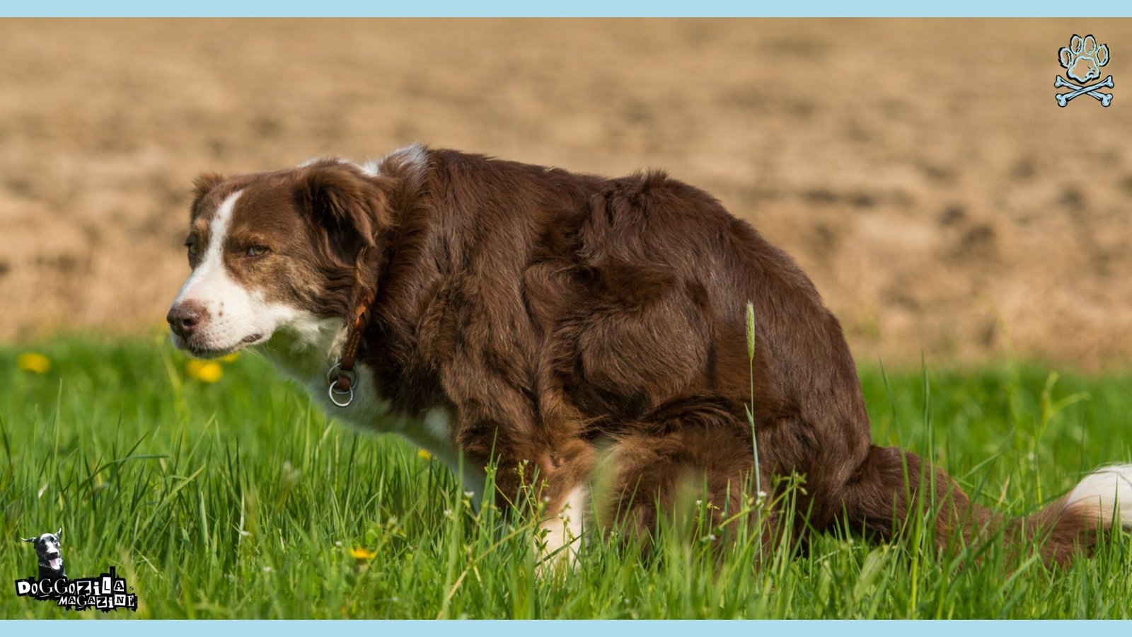 The Pooping Dance: Why Dogs Circle Before They Poop? – Doggozila