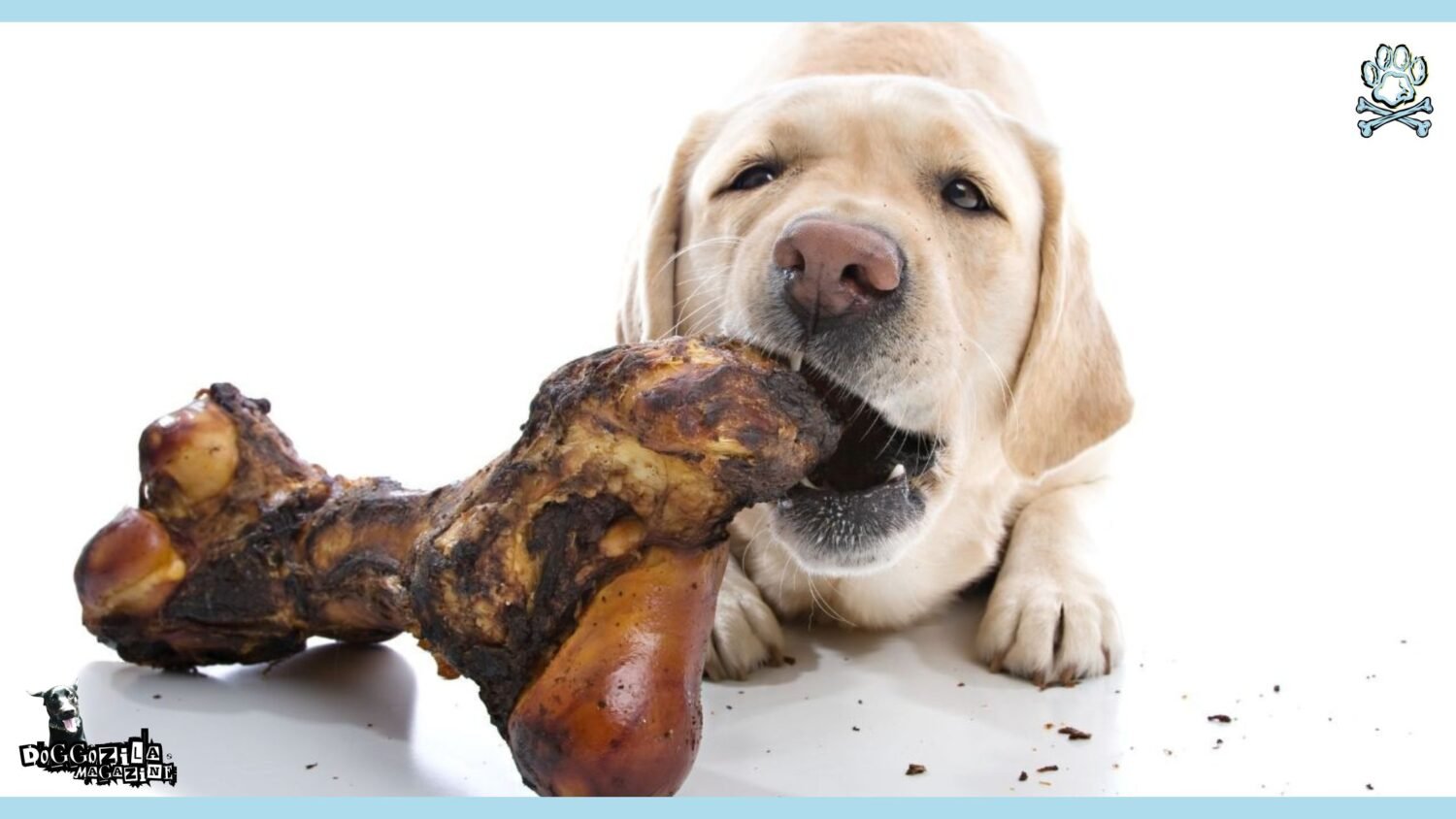 Chew Bones for Dogs: Guide for Healthy Dog Treats • Doggozila MAGAZINE