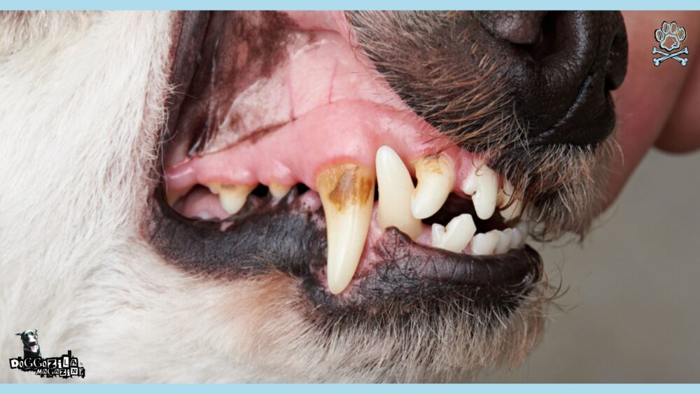 Dog Dental Care: What To Do If Your Dog Has a Loose Tooth • Doggozila