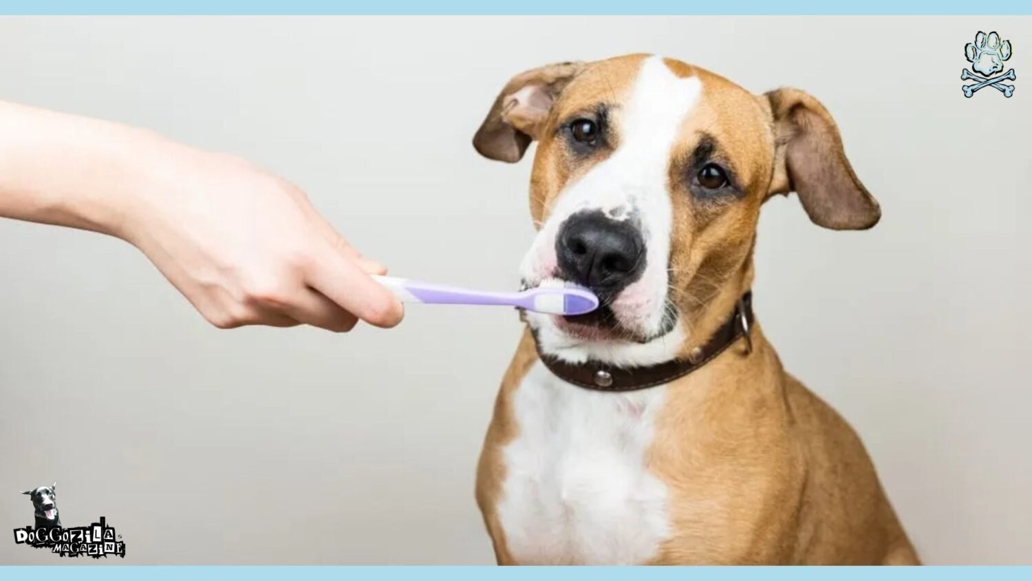 Dog Dental Care: What To Do If Your Dog Has a Loose Tooth – Doggozila