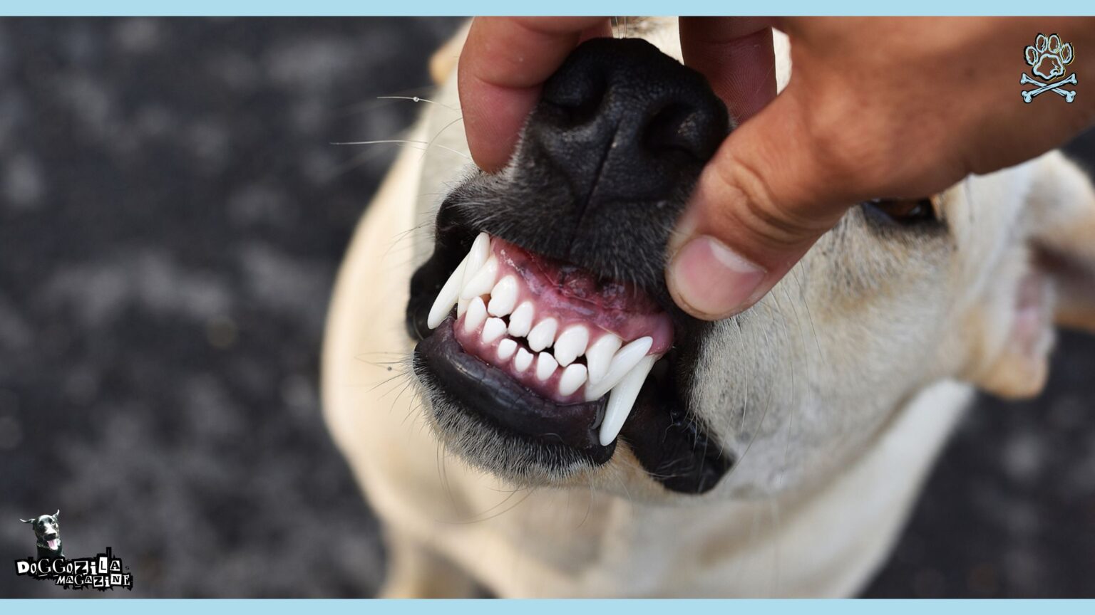 Dog Dental Care: What To Do If Your Dog Has a Loose Tooth • Doggozila