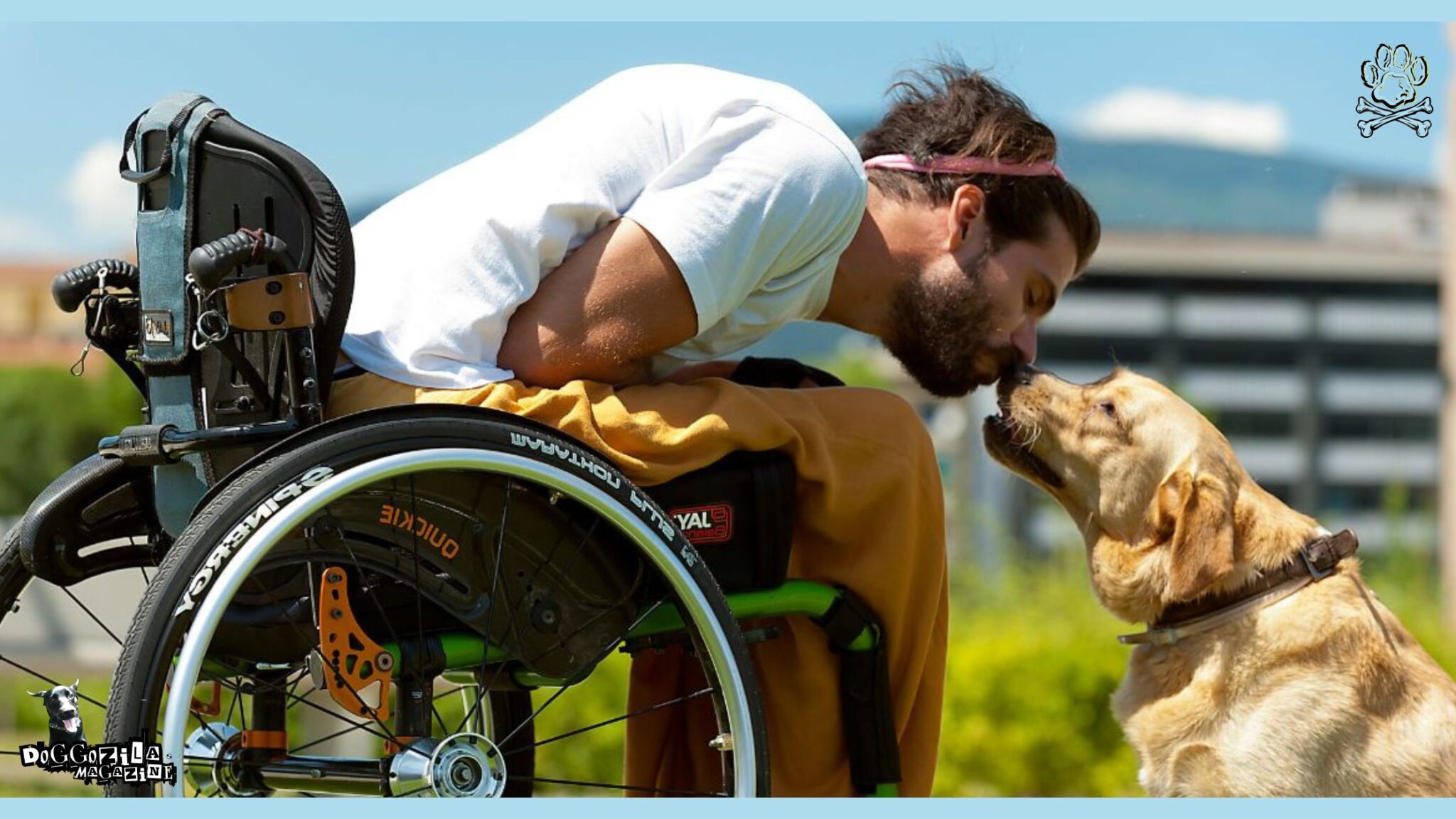 Types Of Service Dogs: Different Kinds but all in Service • Doggozila ...