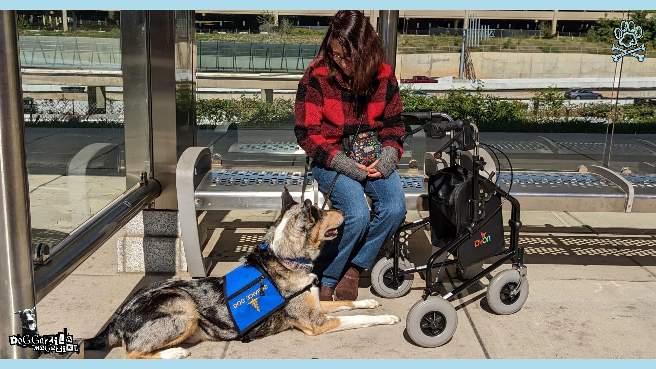Types Of Service Dogs: Different Kinds but all in Service - Doggozila ...