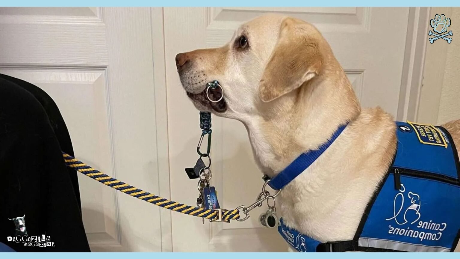 Types Of Service Dogs: Different Kinds but all in Service - Doggozila ...