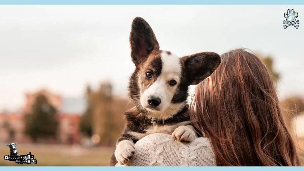 Dog Memory: How Long Do Dogs Remember Things? • Doggozila Magazine