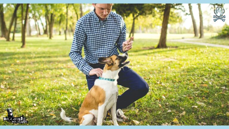 Dog Memory: How Long Do Dogs Remember Things? • Doggozila Magazine