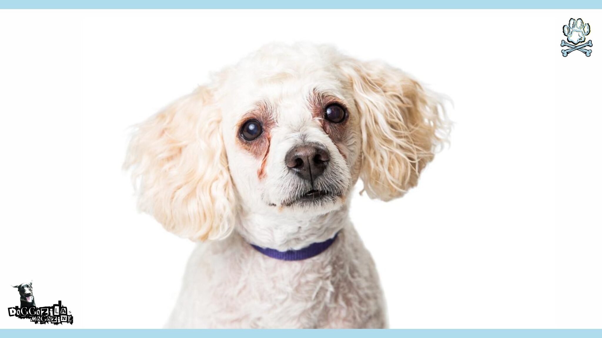 Dog Tears: True Reasons Behind Why Do Dogs Cry • Doggozila MAGAZINE