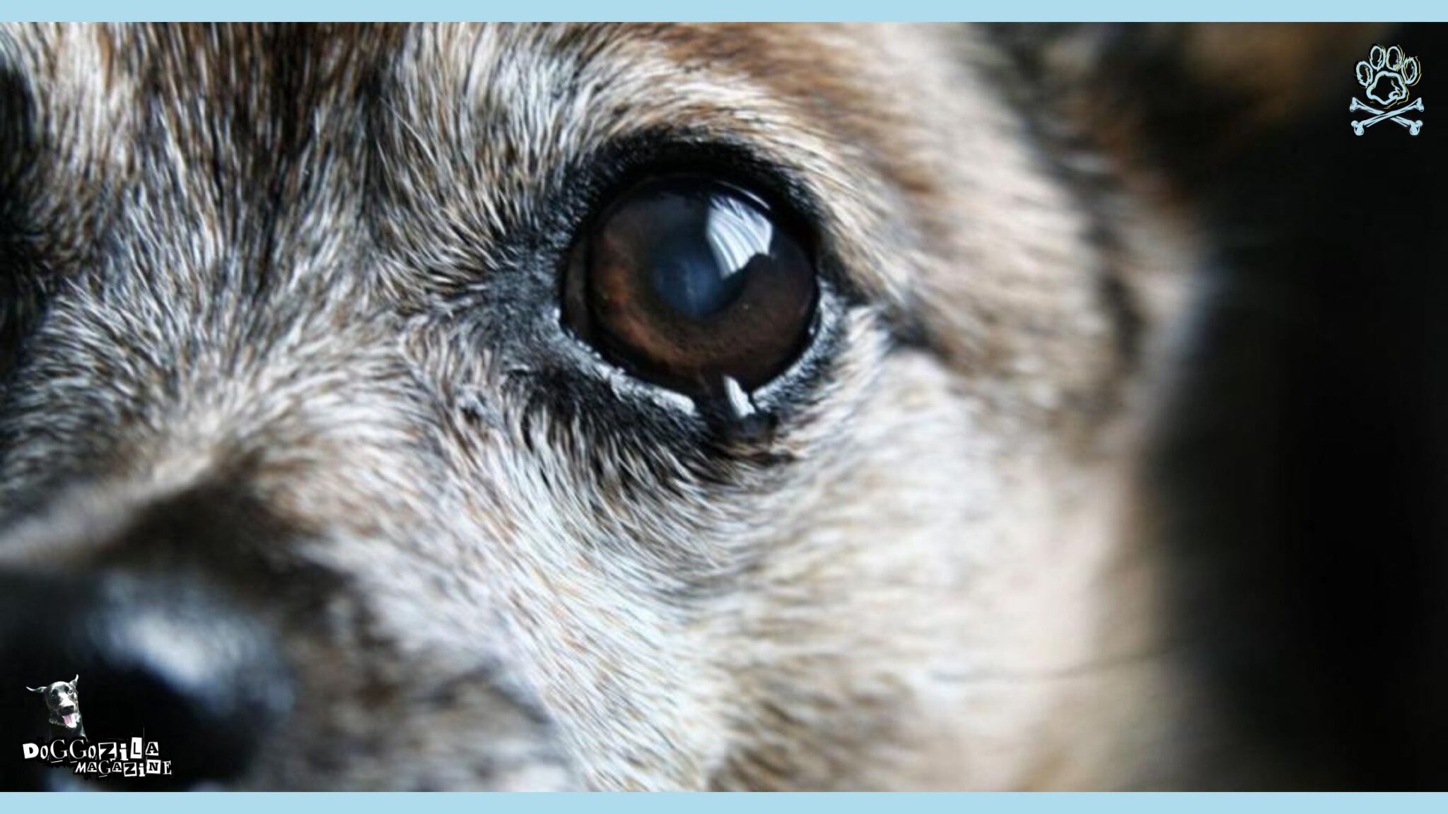 Dog Tears: True Reasons Behind Why Do Dogs Cry • Doggozila MAGAZINE