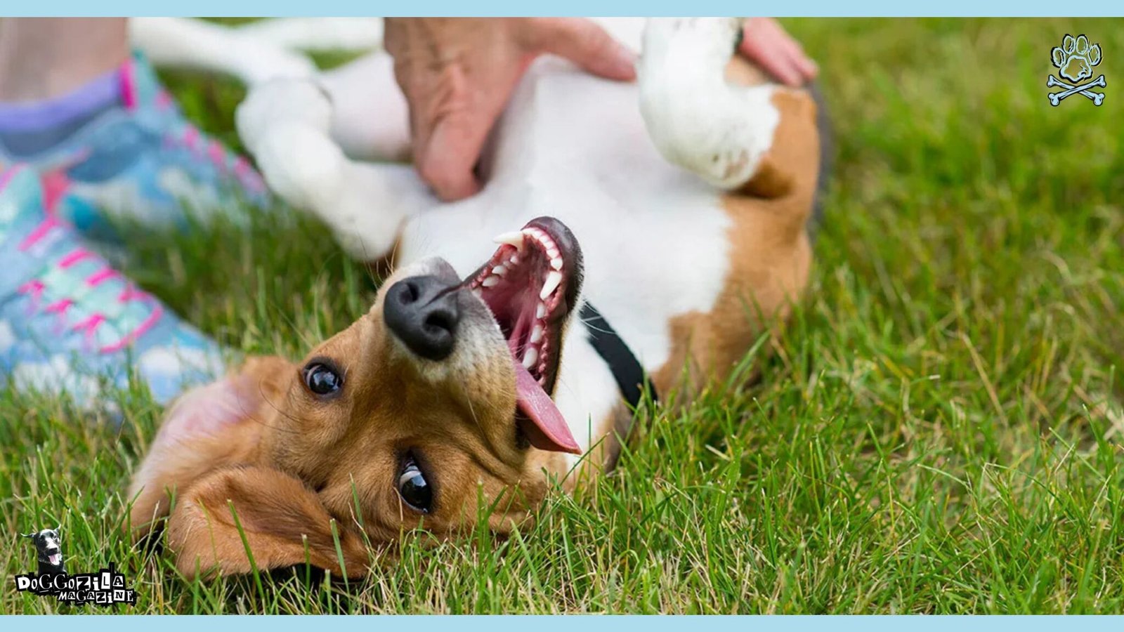 Are Dogs Ticklish? Exploring Canine Sensitivity • Doggozila Magazine