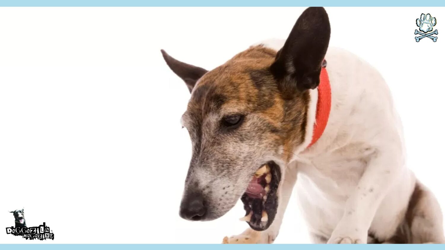 Asthma in Dogs: Symptoms, Causes and Treatment • Doggozila Magazine