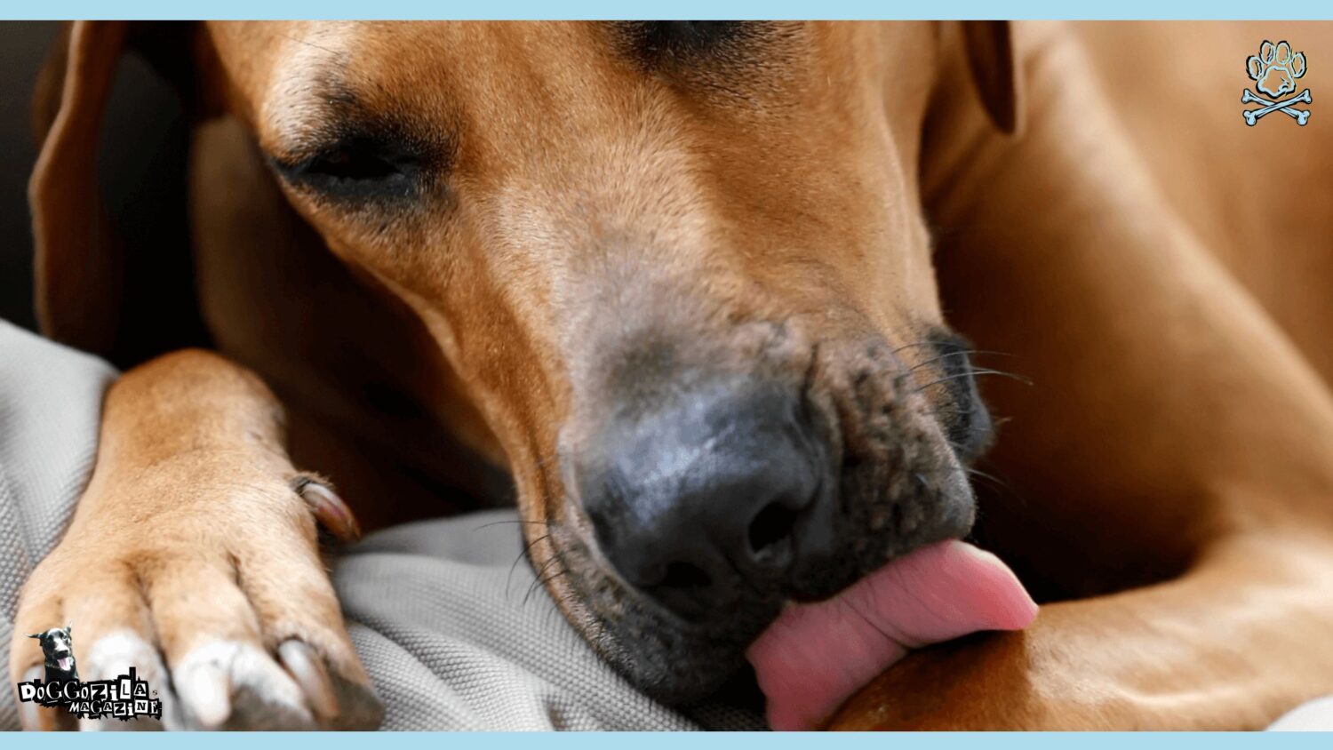 Dog Licking Paws: Silent Signals Your Pet Wants You to Know • Doggozila