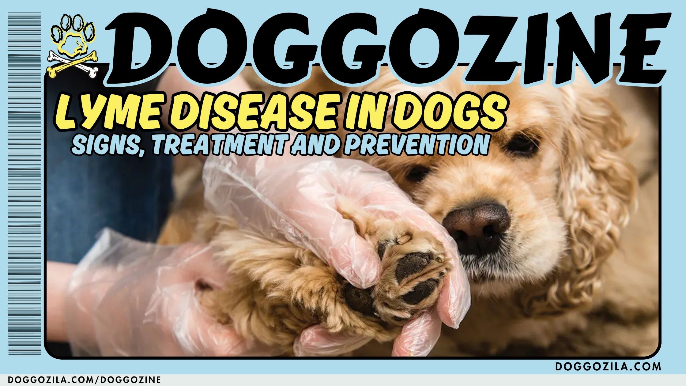 Lyme Disease in Dogs: Signs, Treatment and Prevention • Doggozila Magazine