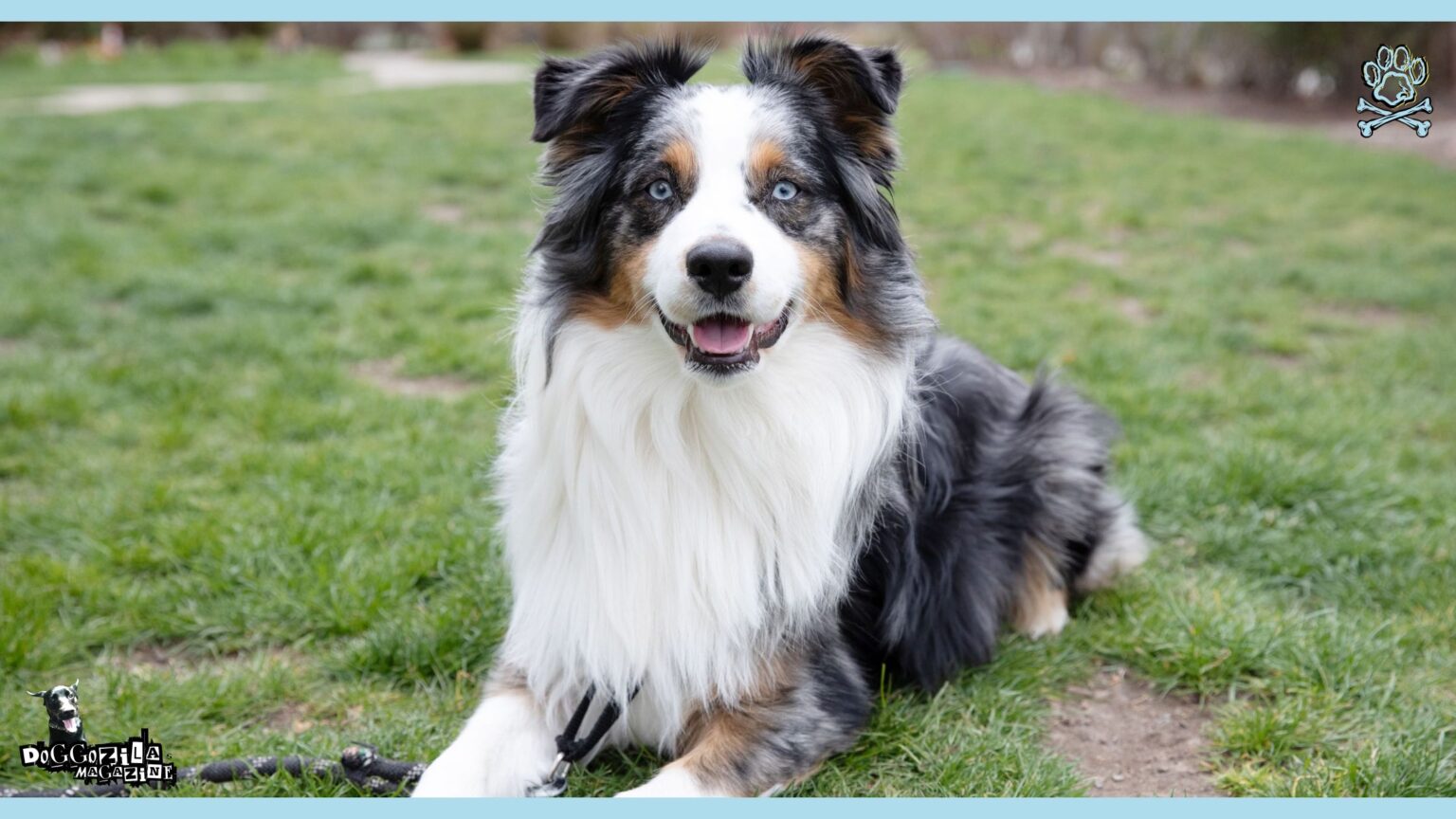 Cool Dog Breeds: Preserving Endangered Canines • Doggozila Magazine