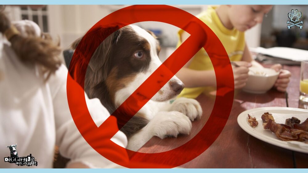Dog Begging Behavior: How To Stop These Habits • Doggozila Magazine