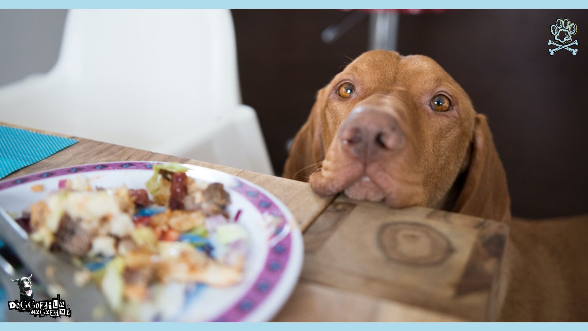 Dog Begging Behavior: How To Stop These Habits • Doggozila Magazine