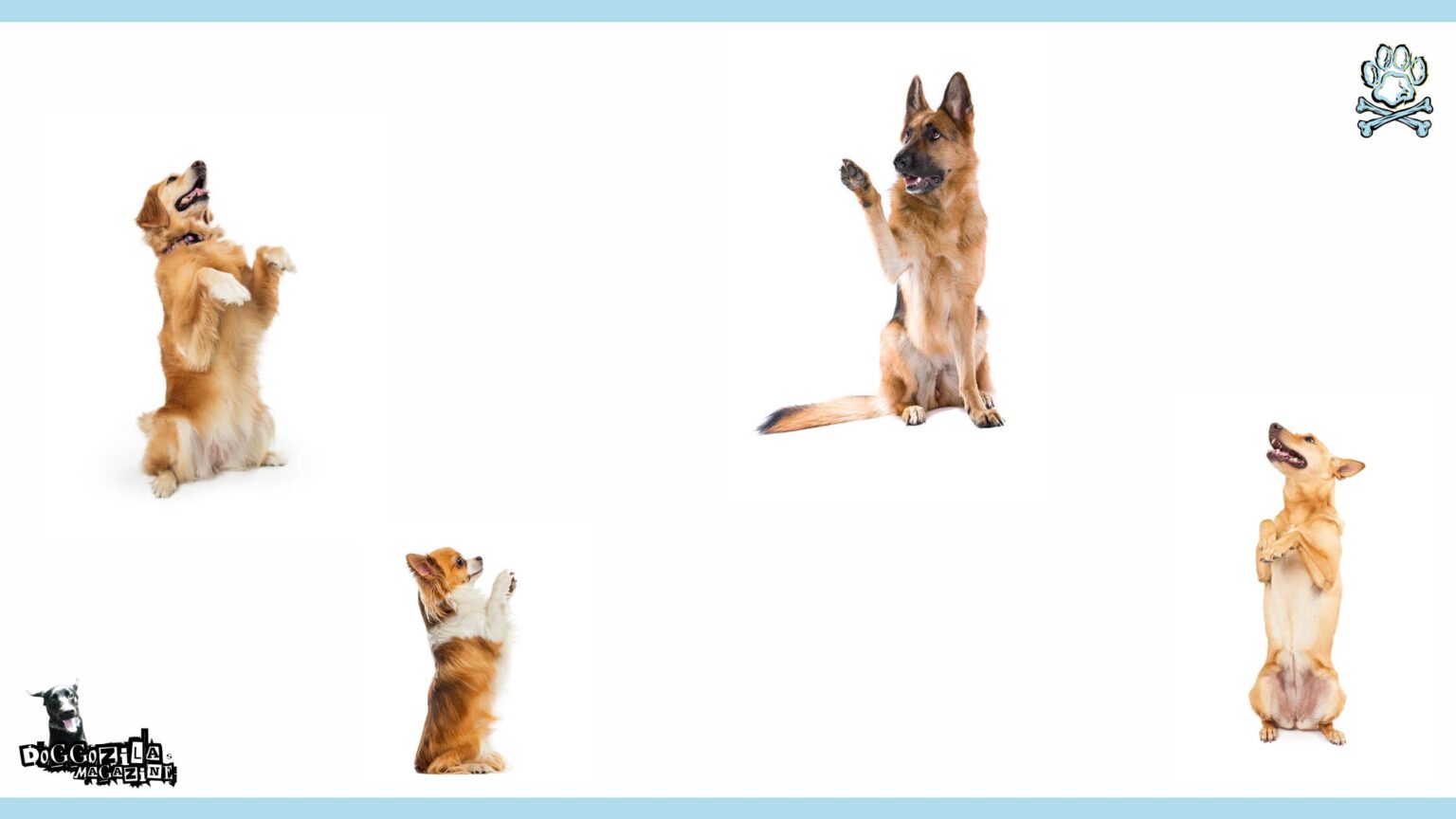 Dog Begging Behavior: How To Stop These Habits • Doggozila Magazine