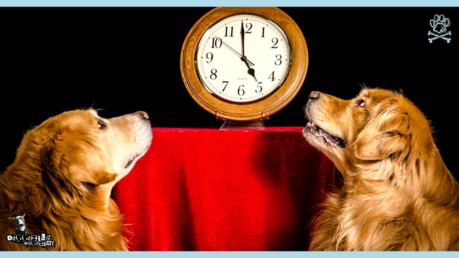 Dogs and Time Perception: Do Dogs Perceive Time? - Doggozila Magazine