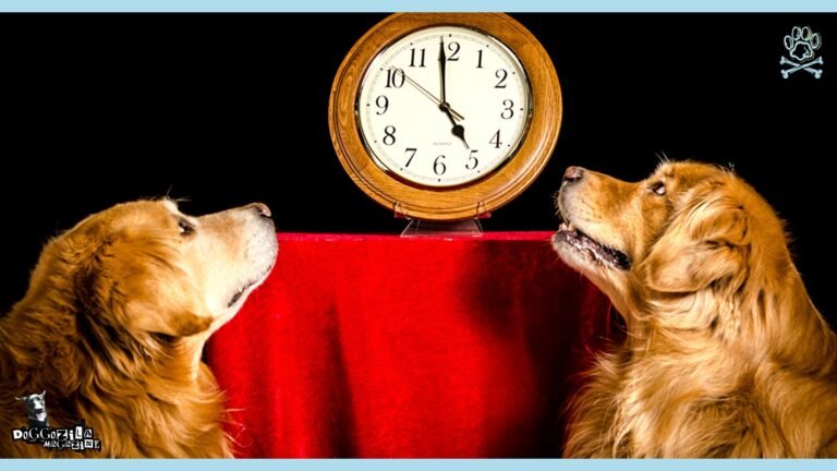 Dogs and Time Perception: Do Dogs Perceive Time? - Doggozila Magazine