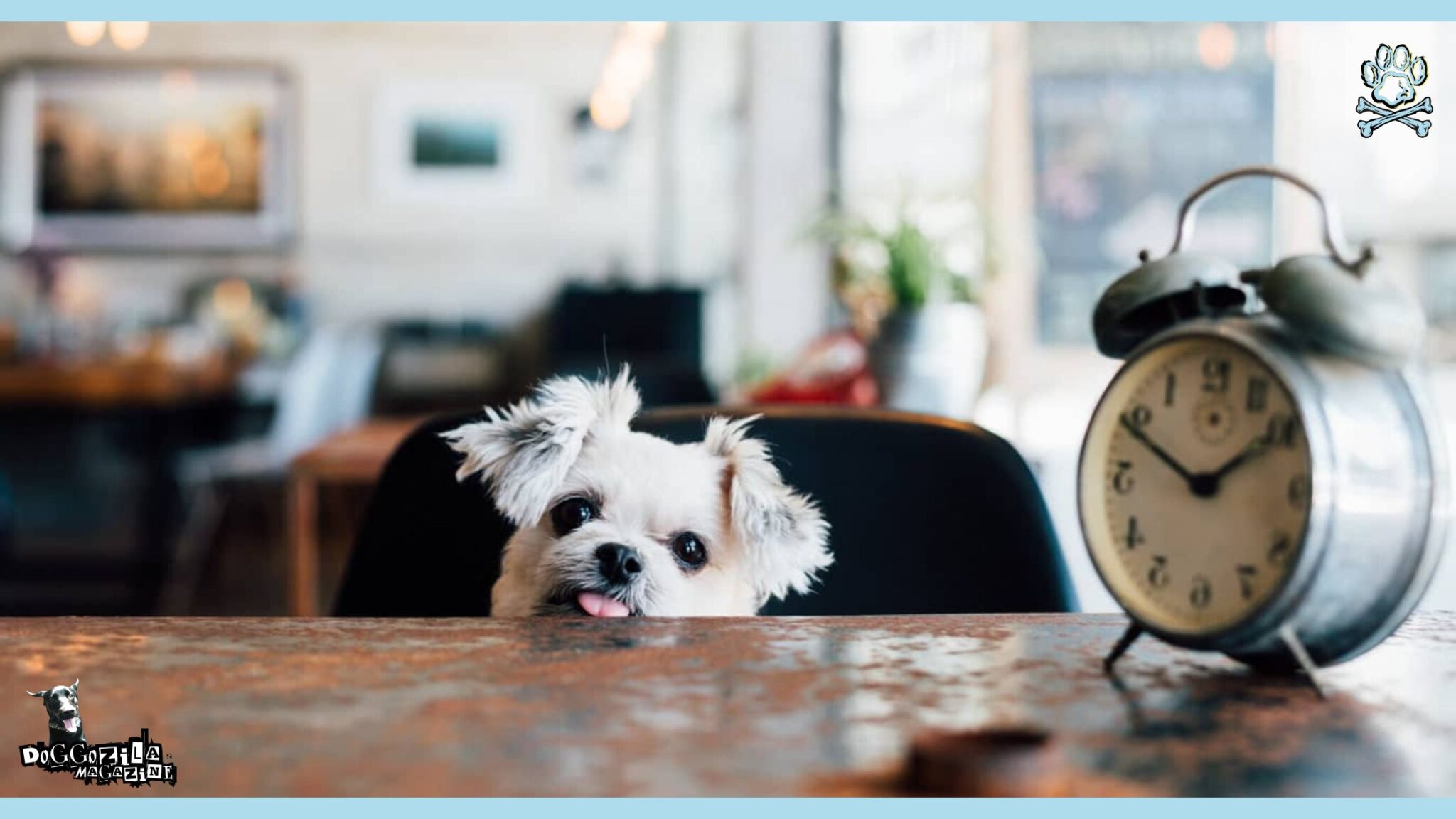 Dogs and Time Perception: Do Dogs Perceive Time? • Doggozila Magazine